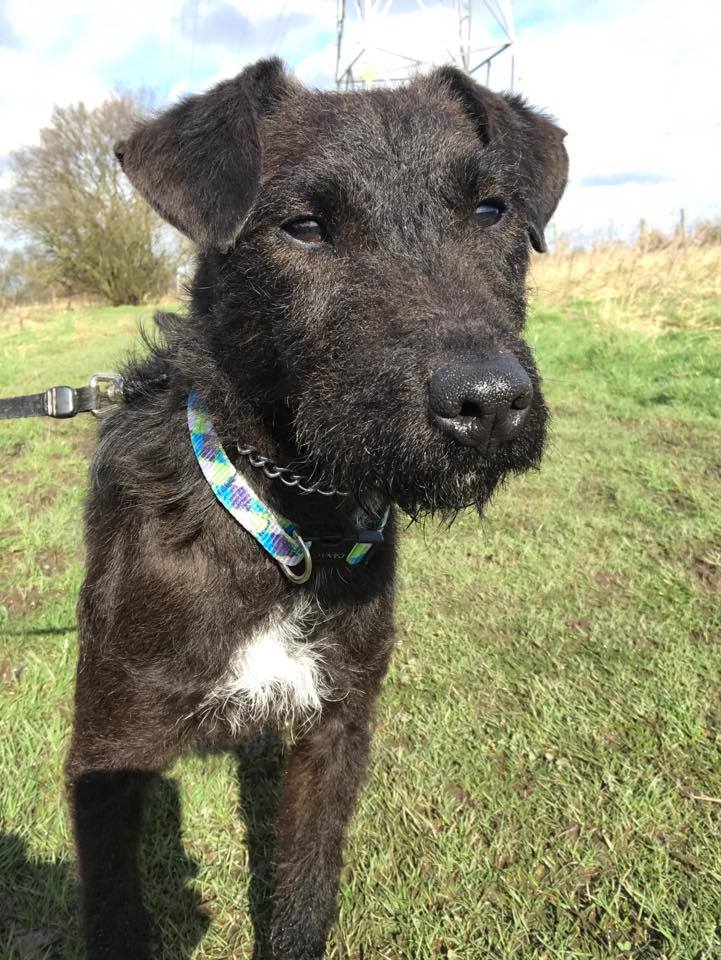 I Need To Re-home My Dog – Phoenix Dog Rescue Warrington