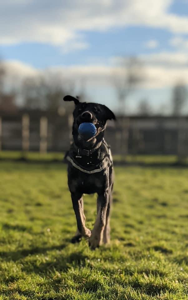 Donate And Support – Phoenix Dog Rescue Warrington